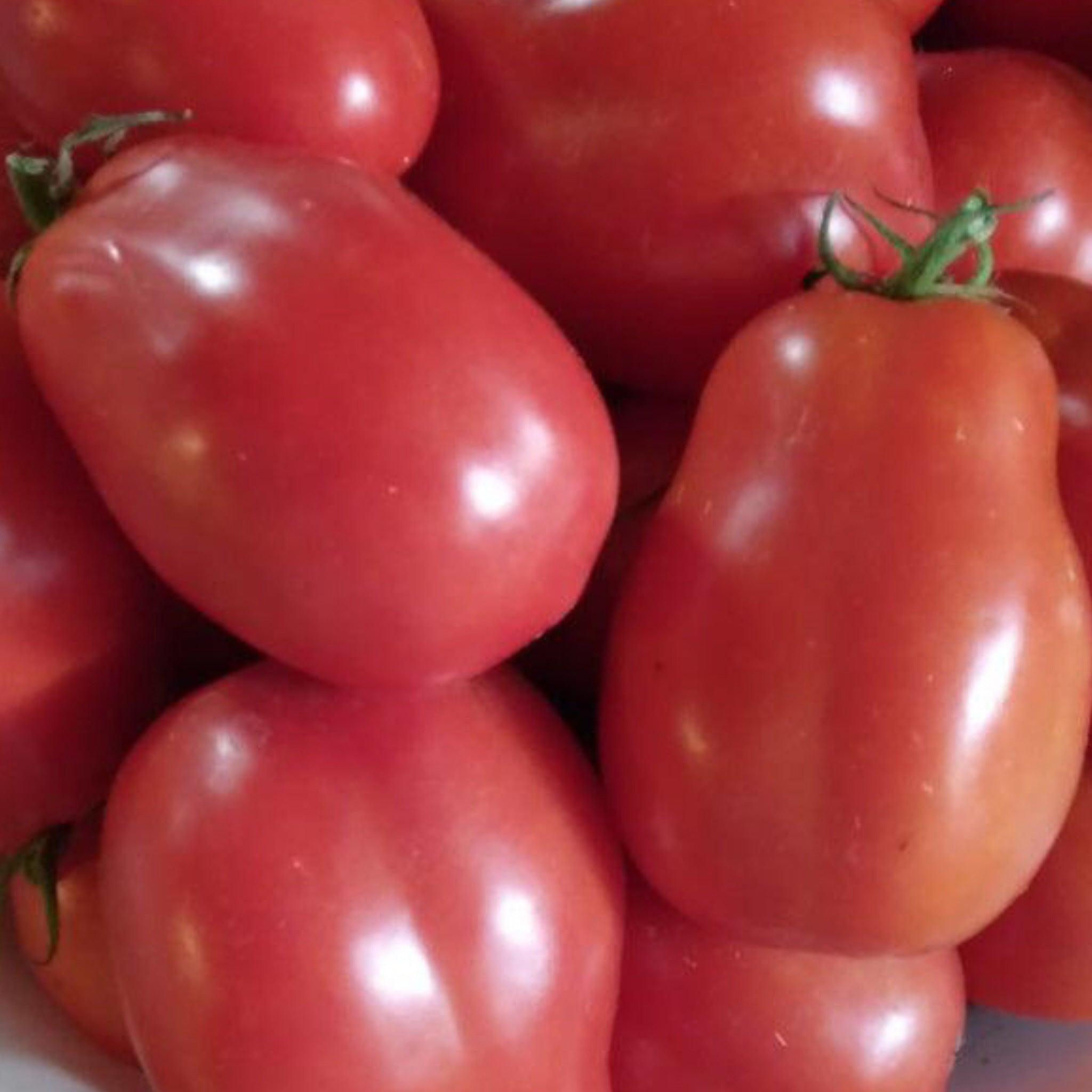 Vegetables – Cheap Seeds, LLC