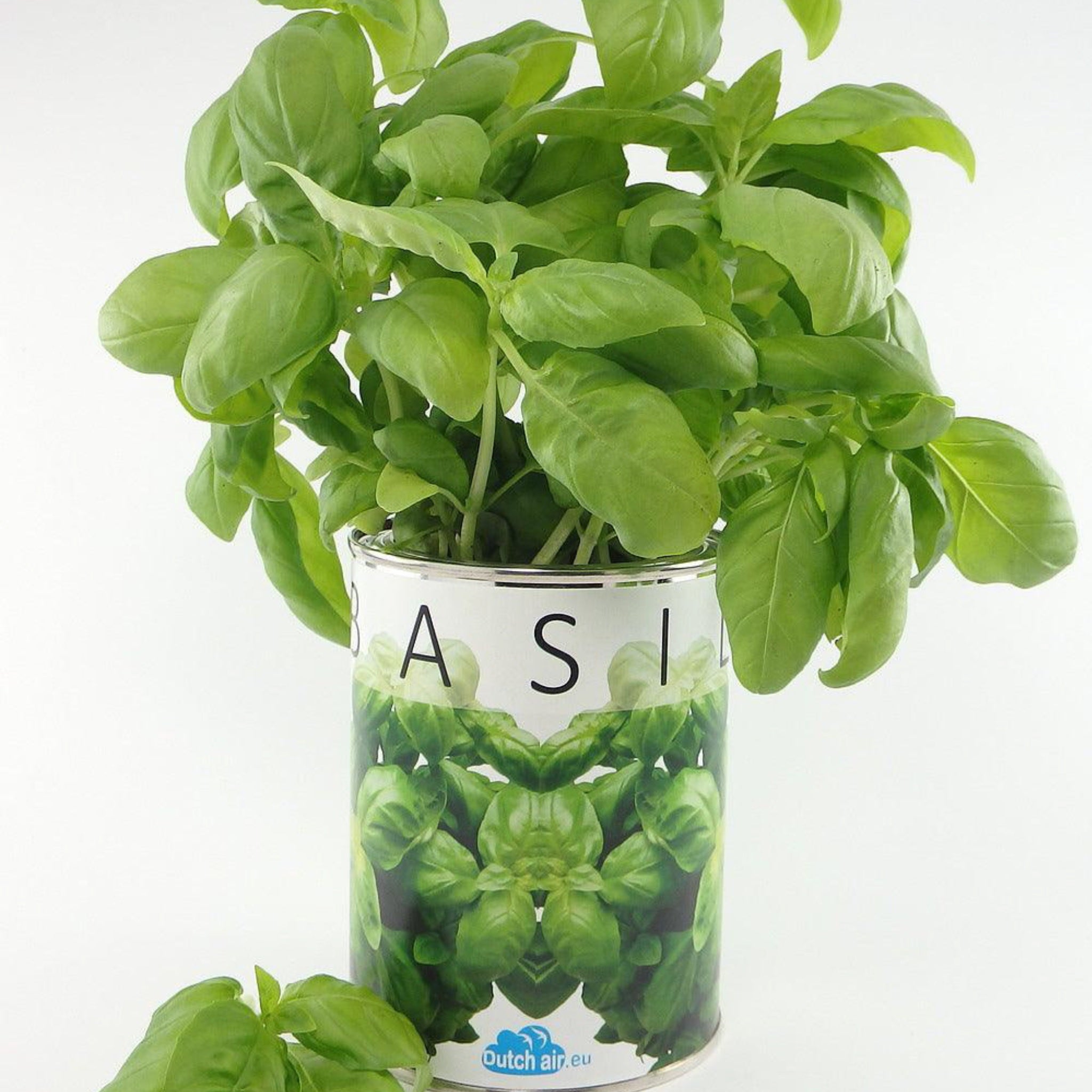 Genovese Basil Seeds – Classic Italian Herb for Cooking – Cheap Seeds, LLC