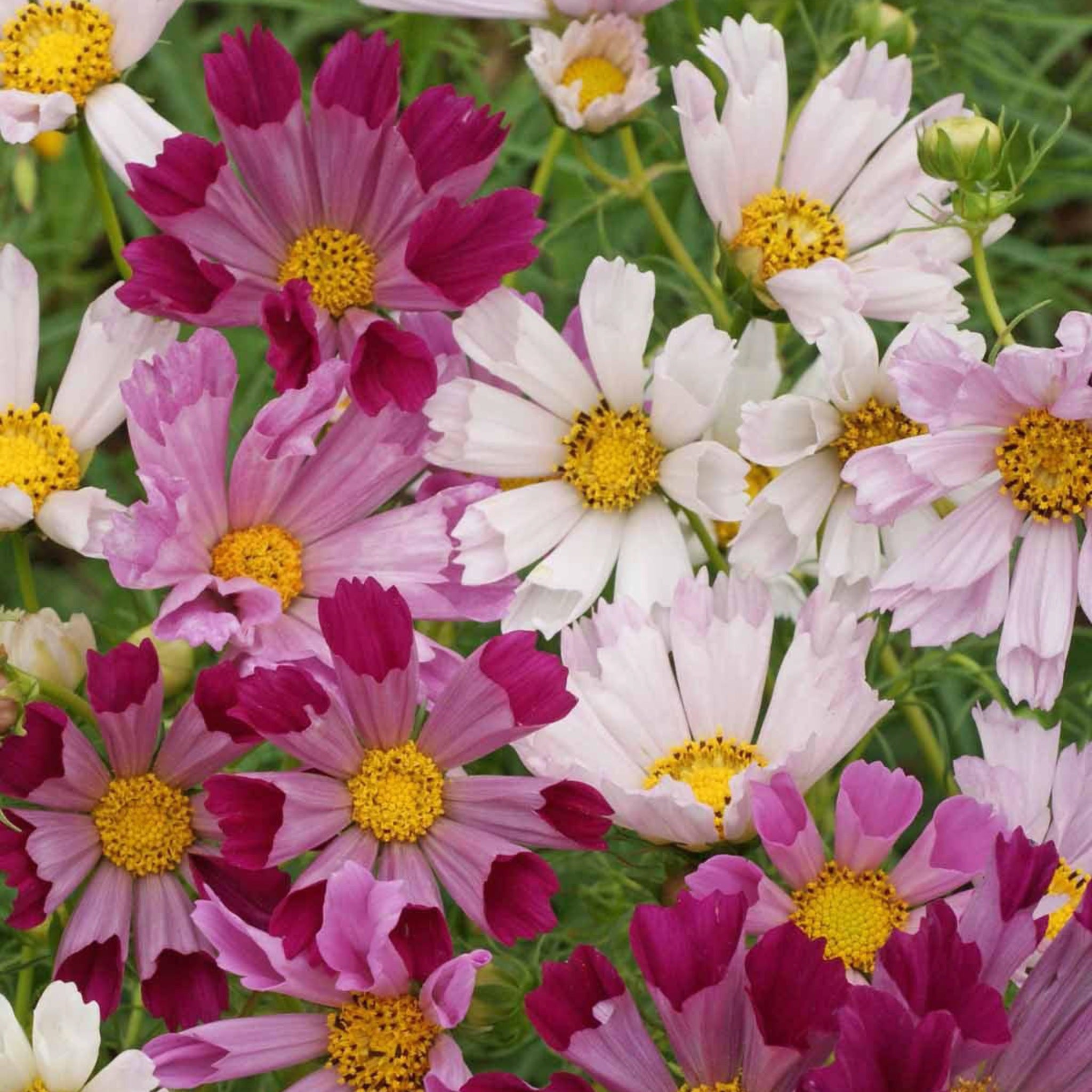 Sea Shells Cosmos – Cheap Seeds, LLC