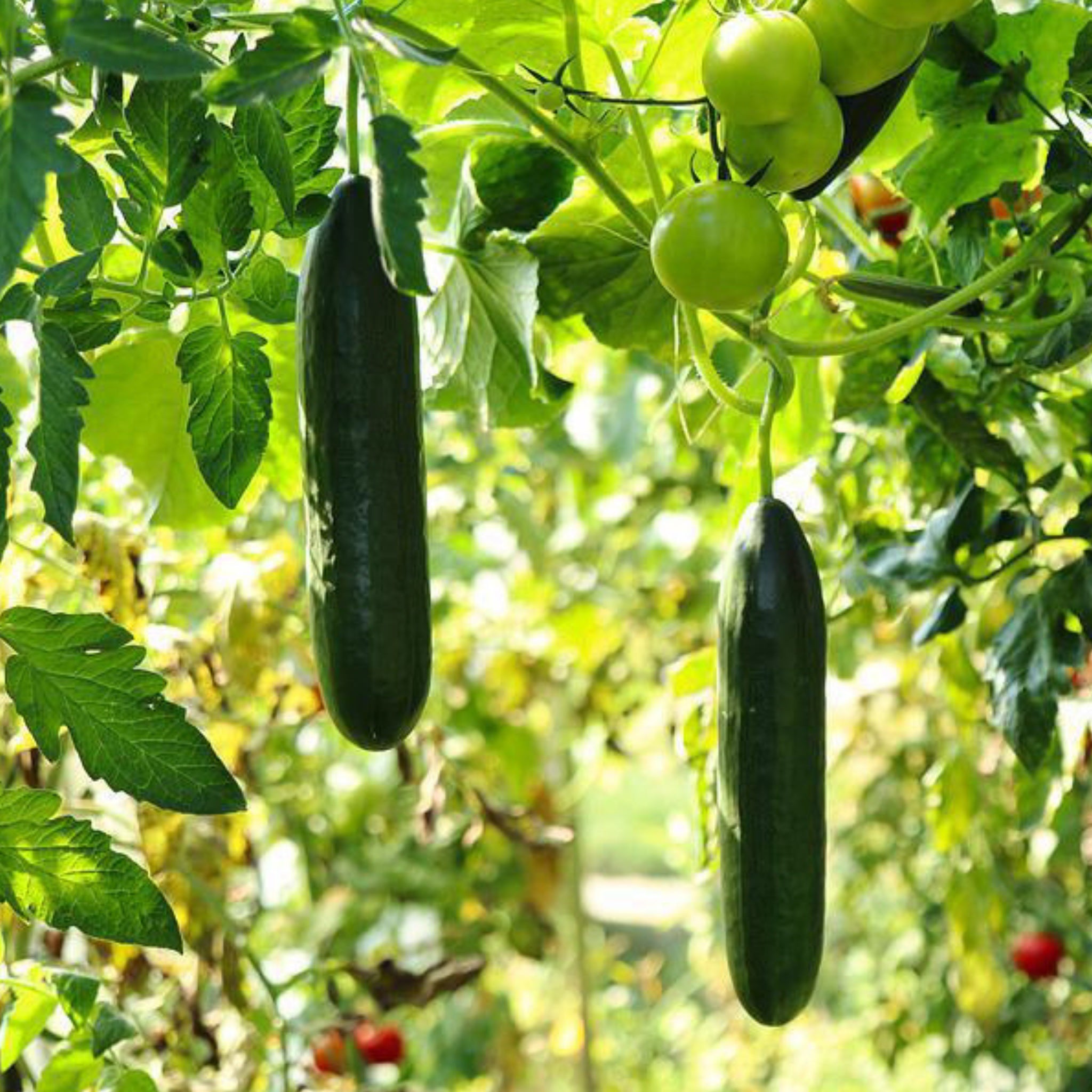 Straight Eight Cucumber Seeds – Heirloom Crisp Cucumbers – Cheap Seeds, LLC
